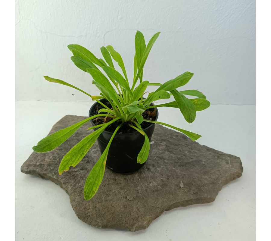 Plantas de Poder Vivas: Conecta con la Sabiduría Ancestral