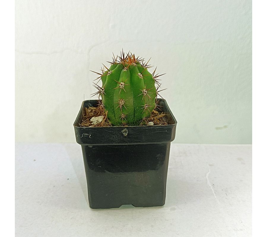 Plantas de Poder Vivas: Conecta con la Sabiduría Ancestral