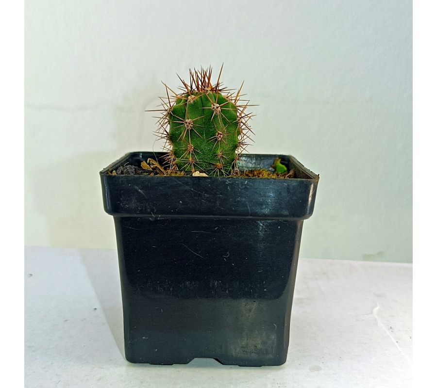 Plantas de Poder Vivas: Conecta con la Sabiduría Ancestral