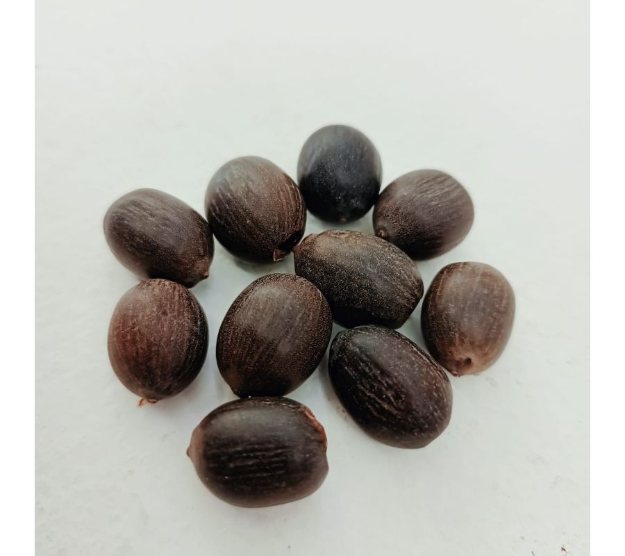 Plantas de Poder Vivas: Conecta con la Sabiduría Ancestral