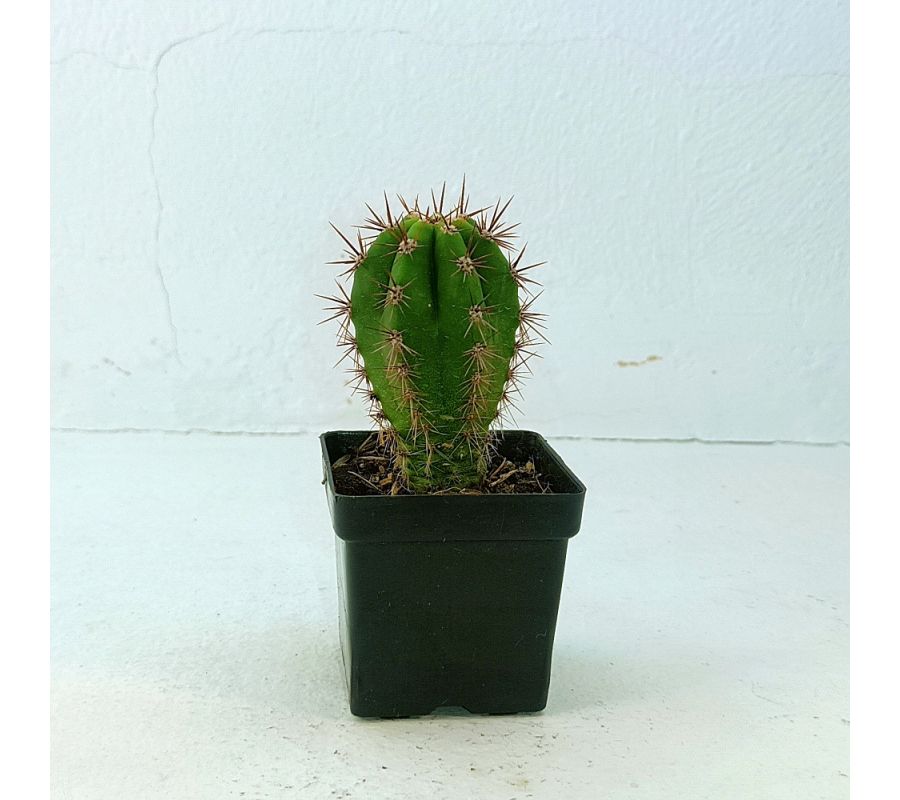 Plantas de Poder Vivas: Conecta con la Sabiduría Ancestral