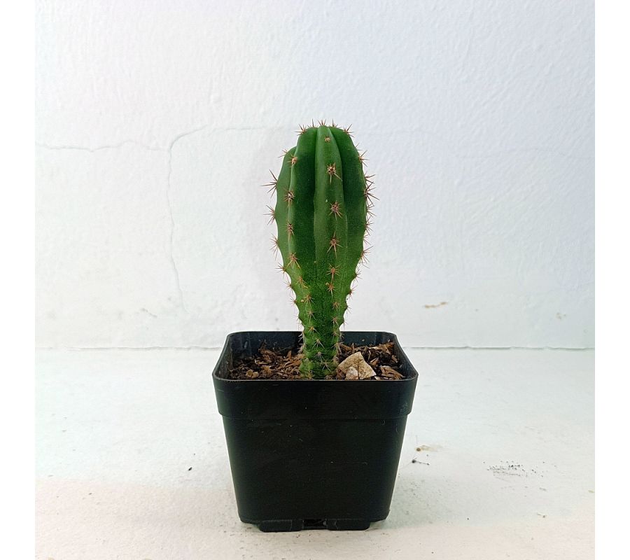 Plantas de Poder Vivas: Conecta con la Sabiduría Ancestral