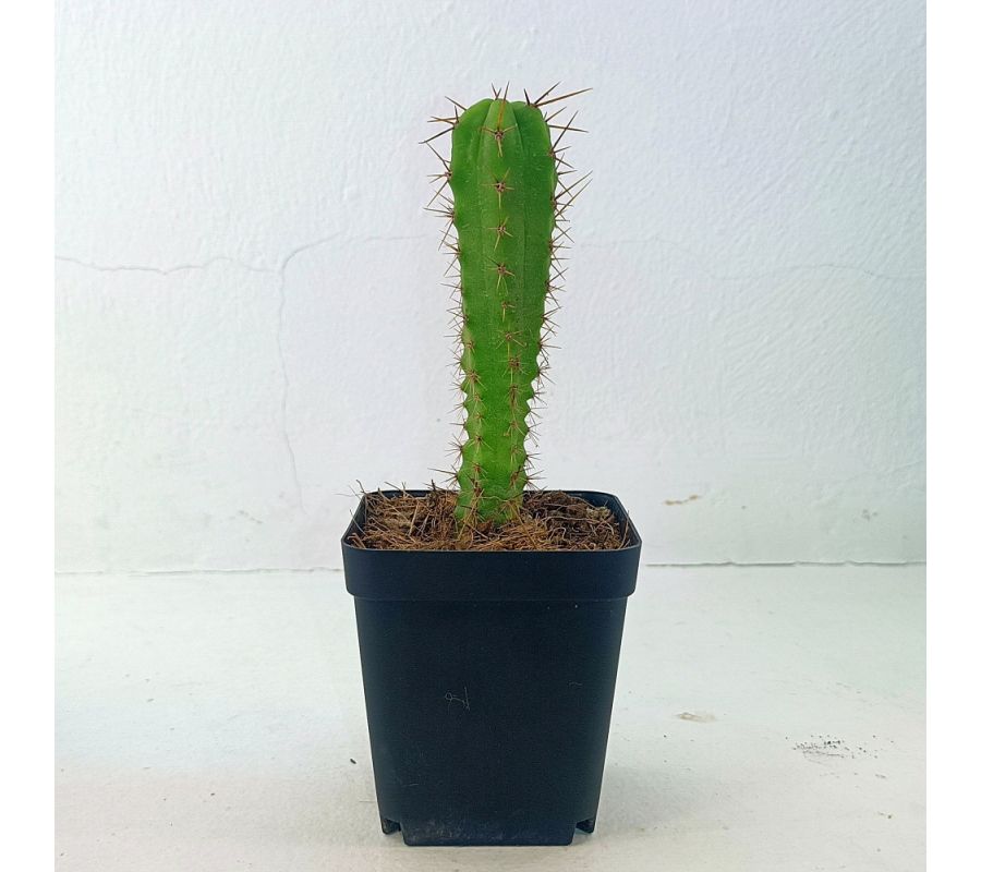 Plantas de Poder Vivas: Conecta con la Sabiduría Ancestral