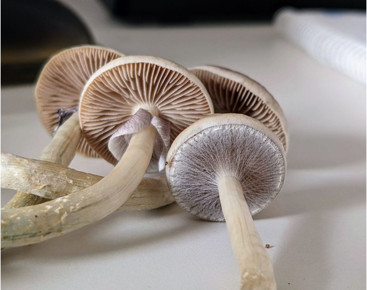 Psilocybe Cubensis: la seta mágica que altera la conciencia - Caapi.co ...