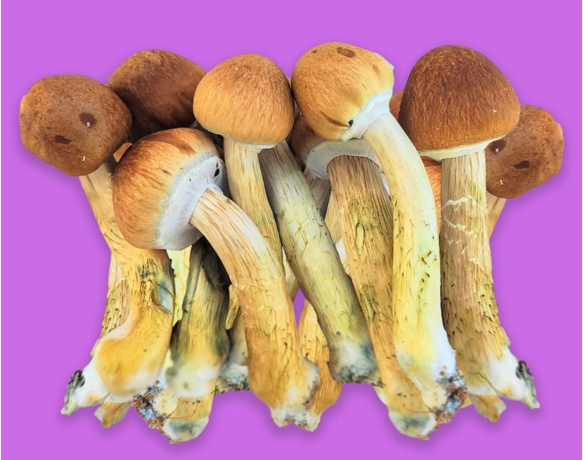 Hongos mágicos - Caapi.co: Autocultivo de hongos y farmacia enteógena