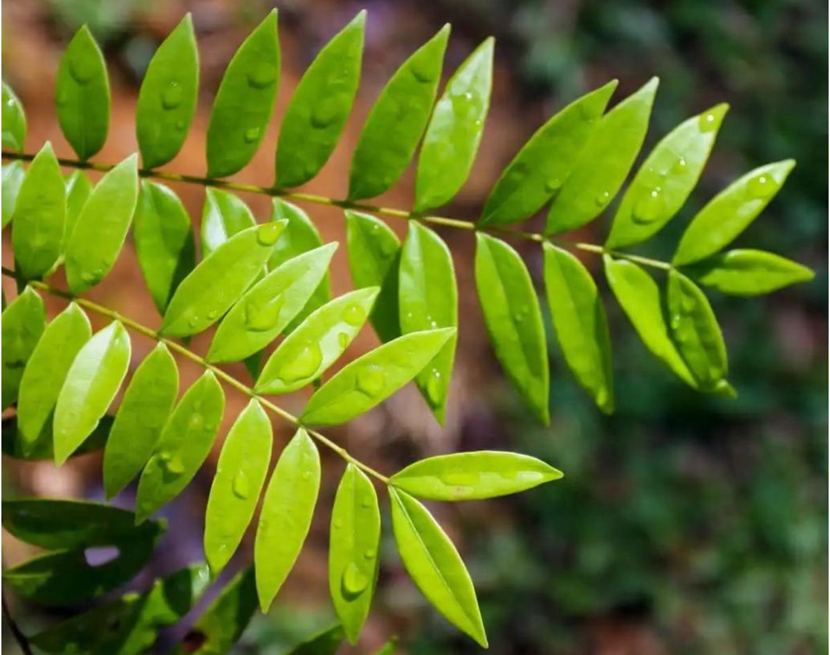 Tongkat Ali en Colombia: todo lo que necesitas saber sobre la planta ...